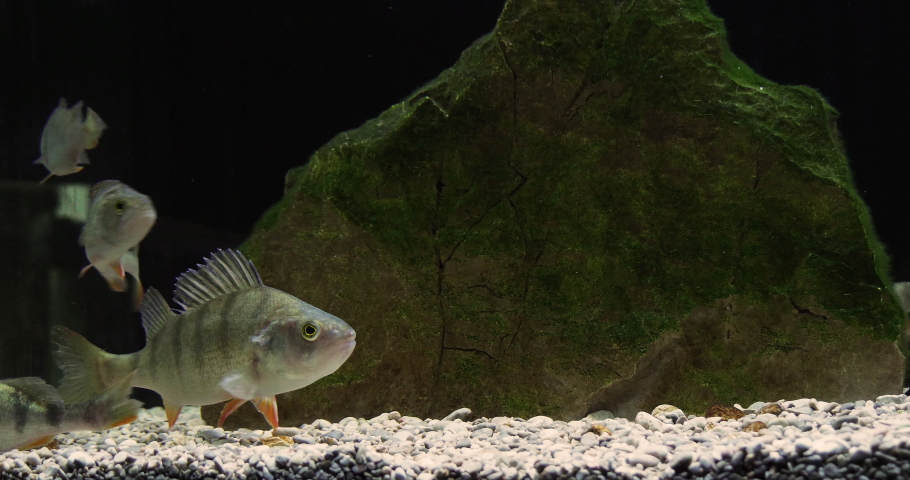 European Perch - Perca fluviatilis image - Free stock photo - Public ...