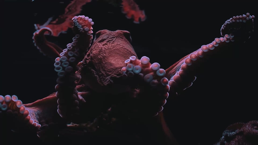 Octopus Play On the Glass Stock Footage Video (100% Royalty-free ...