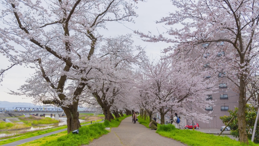 Spring blossoms at temple in Osaka, Japan image - Free stock photo ...