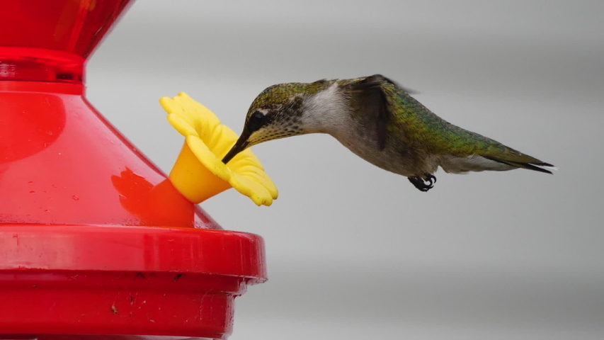 Hummingbird quickly flapping its wings image - Free stock photo ...