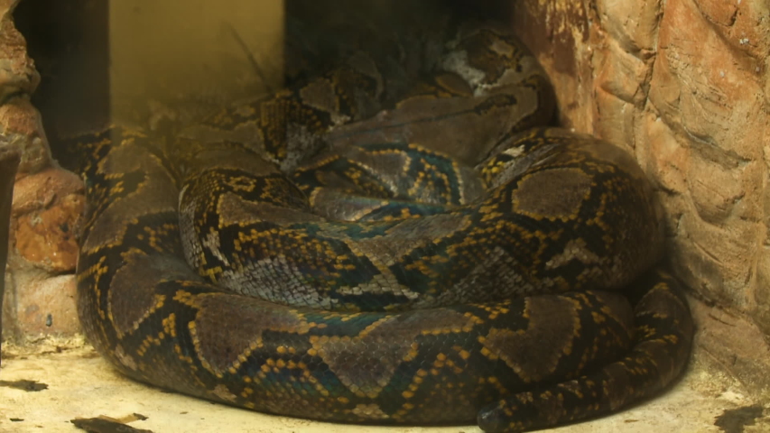 Boa Constrictor image - Free stock photo - Public Domain photo - CC0 Images