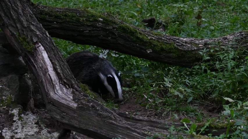Badger image - Free stock photo - Public Domain photo - CC0 Images