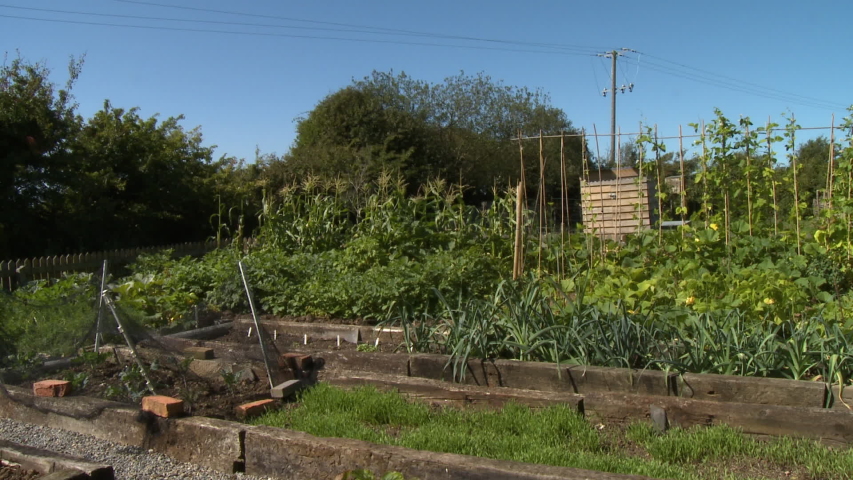 Crops and plant plots in the garden image - Free stock photo - Public ...