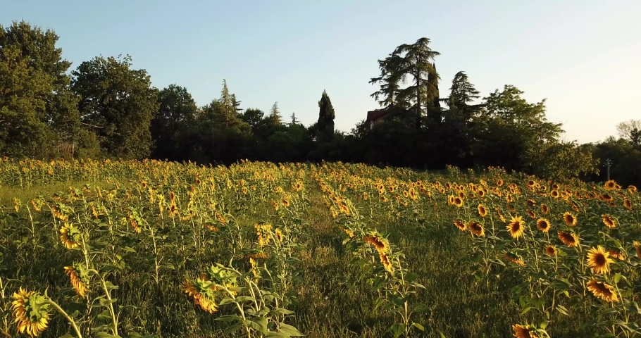 Tall Sunflower Plant image - Free stock photo - Public Domain photo ...