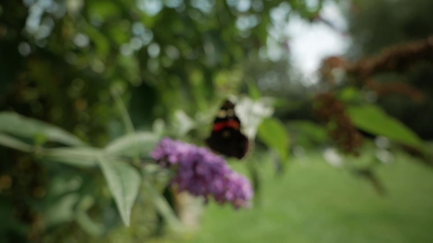Close-up of black butterfly head image - Free stock photo - Public ...