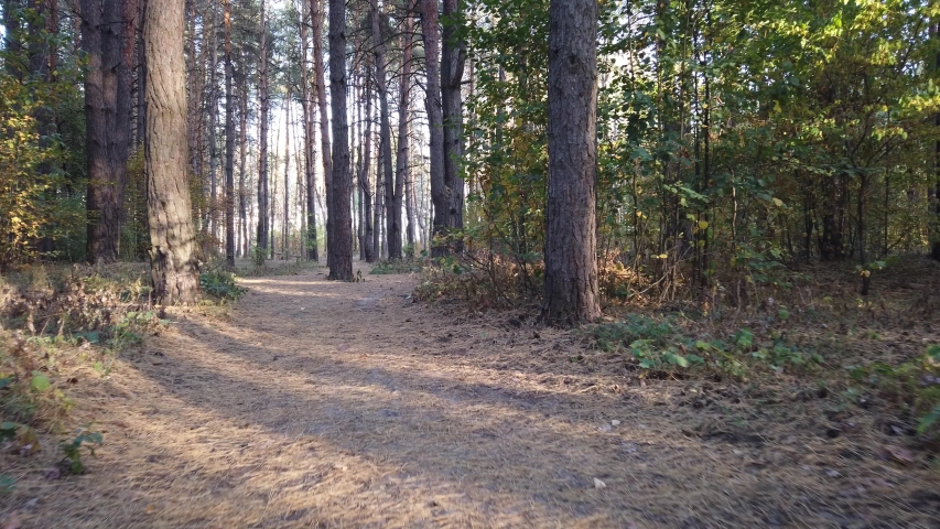 Leafy Autumn forest floor image - Free stock photo - Public Domain ...