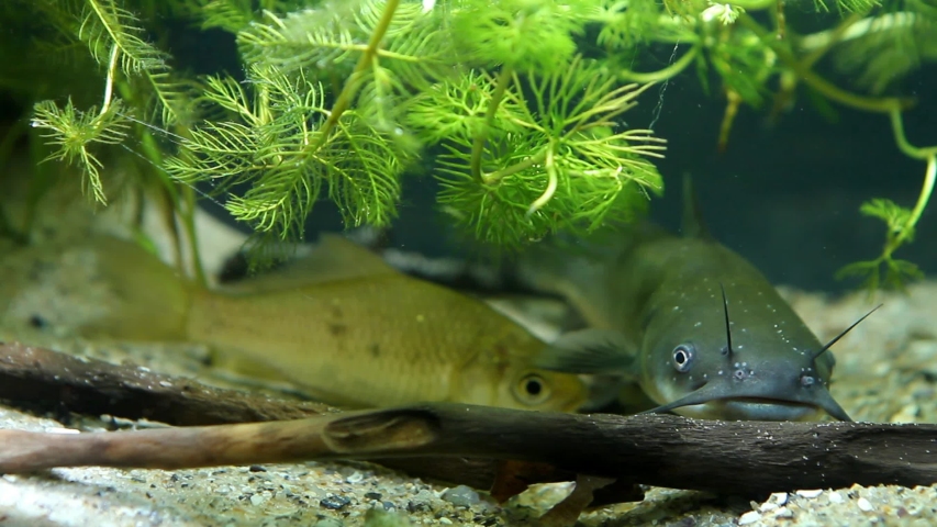 Channel Catfish - Ictalurus punctatus image - Free stock photo - Public ...