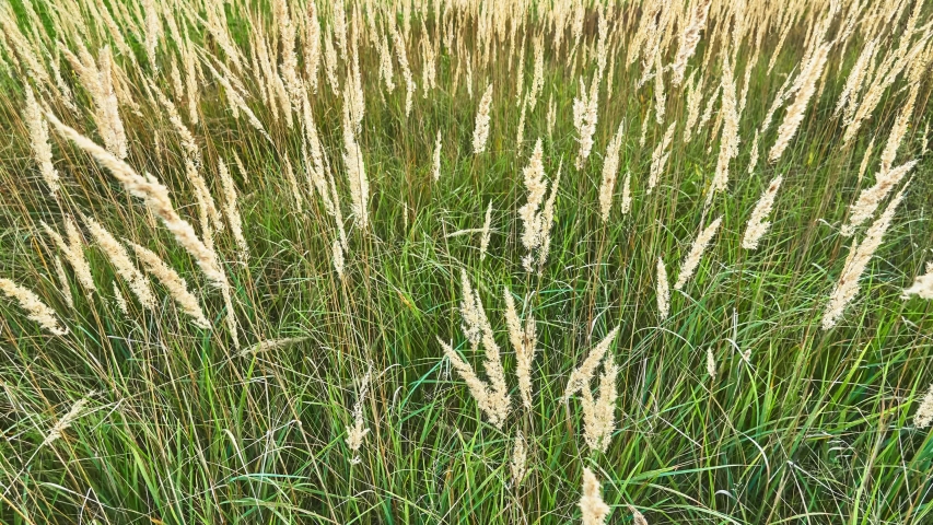 Common Marsh Plant image - Free stock photo - Public Domain photo - CC0 ...