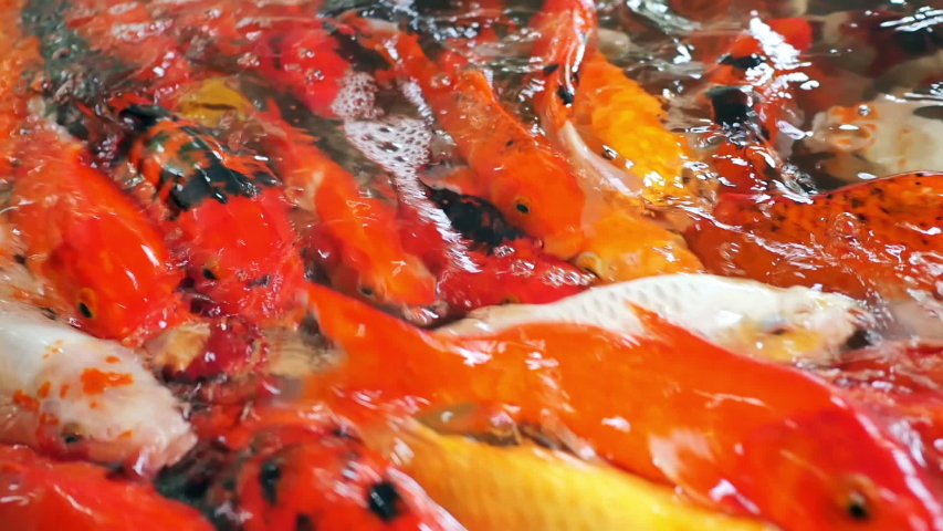 Close-up of Koi Fish image - Free stock photo - Public Domain photo ...