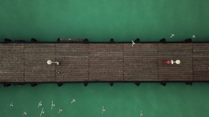 Flying Seagull over the water image - Free stock photo - Public Domain ...