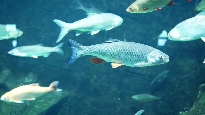 European Chub - Squalius cephalus image - Free stock photo - Public ...