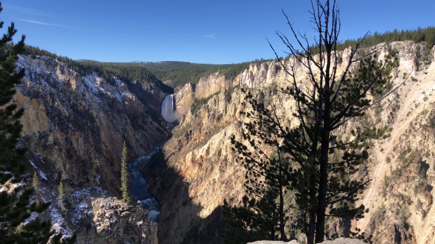 Trees on the Canyon at Yellowstone National Park image - Free stock ...