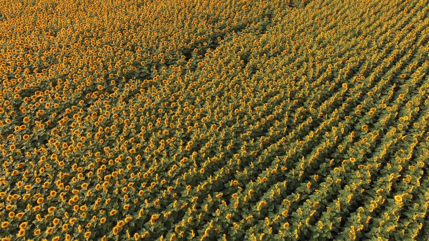 Yellow flower fields in Ukraine image - Free stock photo - Public ...