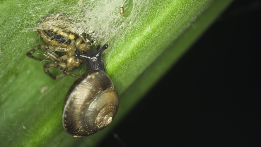 Snail in Spider Web image - Free stock photo - Public Domain photo ...