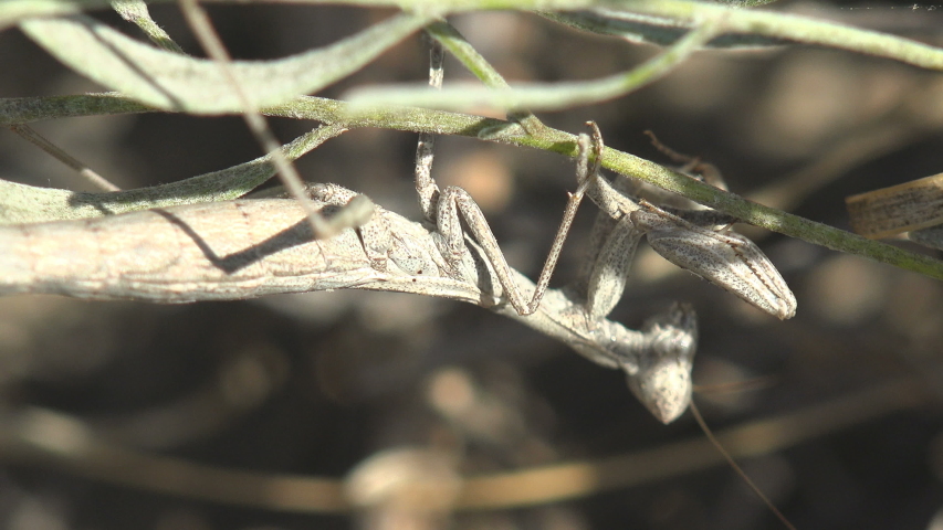 Mantis Stock Video Footage - 4K and HD Video Clips | Shutterstock