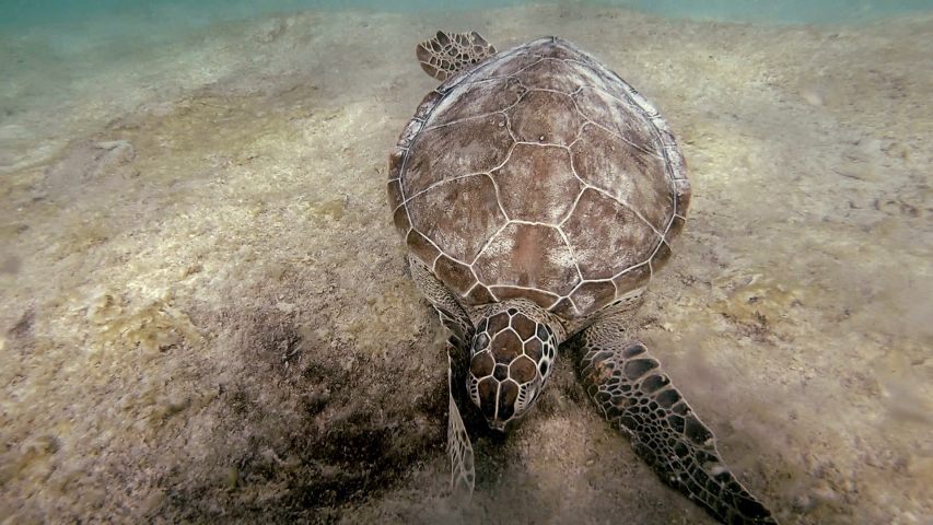 Sea Turtle on shore image - Free stock photo - Public Domain photo ...