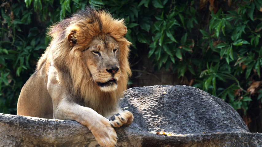 Lion sleeping image - Free stock photo - Public Domain photo - CC0 Images