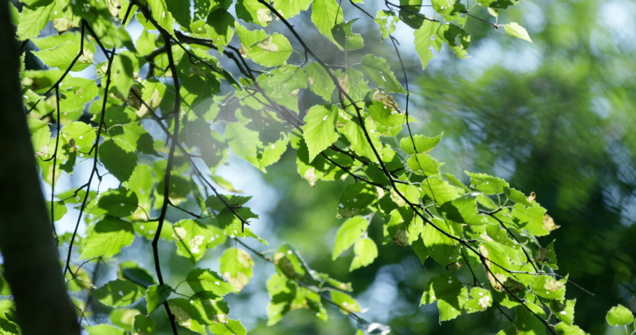 Red trees, lights, and reflection in garden image - Free stock photo ...