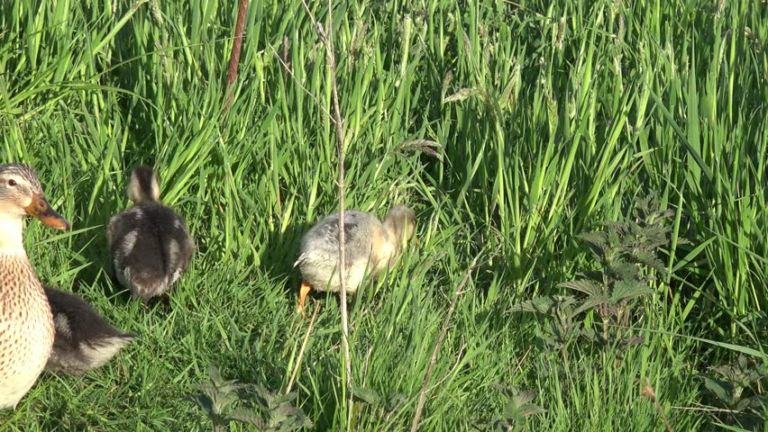 Duck and Duckling Running Stock Footage Video (100% Royalty-free ...