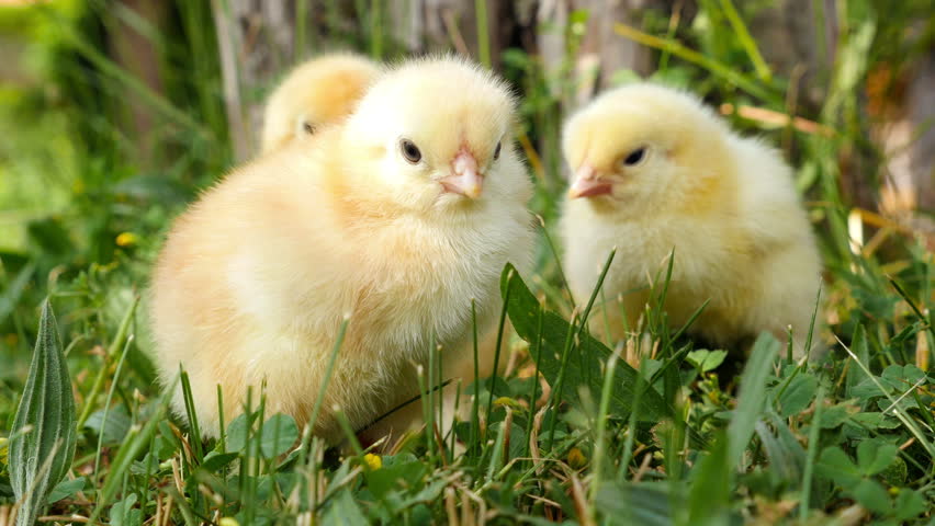 Baby Chicks On the Green Video de stock (totalmente libre de regalías ...