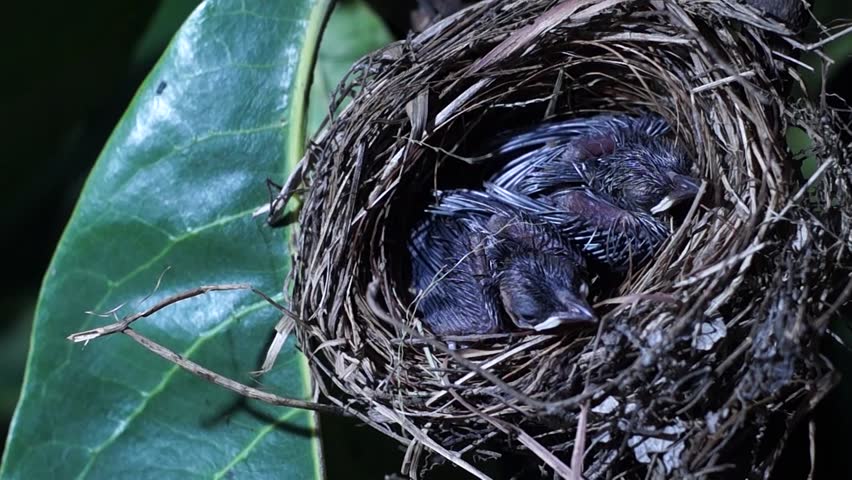 Newly Fledged Birds Sleeping On Stock Footage Video (100% Royalty-free ...
