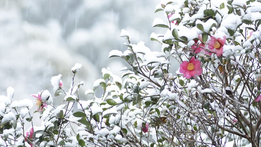 Stock video of snow pouring down and pink camellia | 10760672 ...