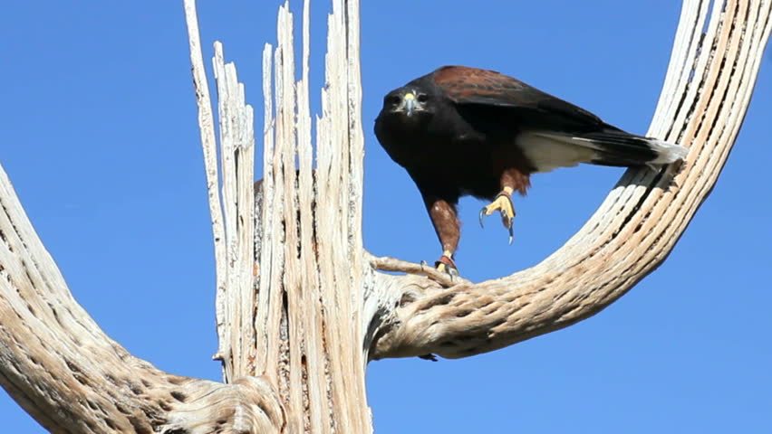 Stock video of hawk crouches in a threatening stance | 1077442 ...