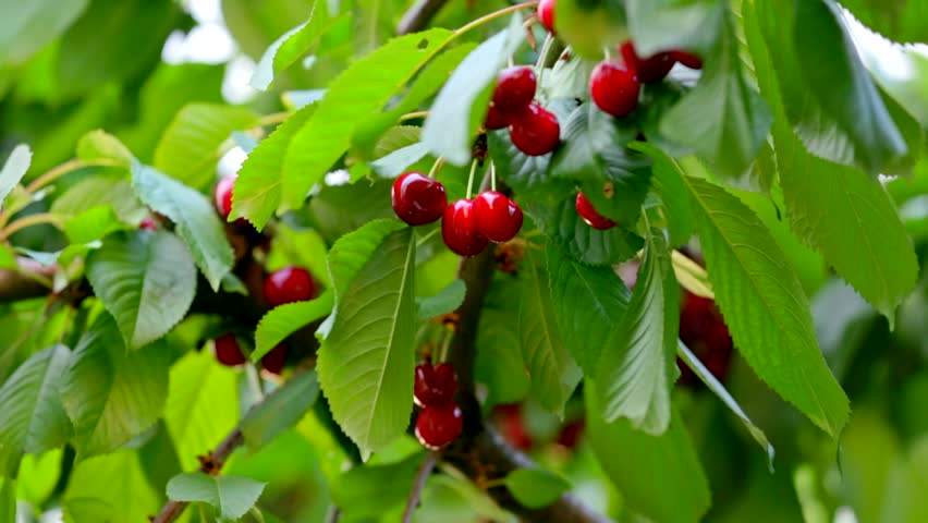 Colorful Korean Downy Mountain Chinese Bush Cherry Berries. Focus On ...