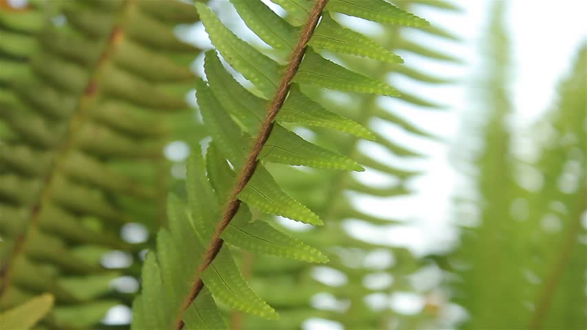 Tuber Ladder Fern, Nephrolepis Cordifolia, Erect Sword Fern, Narrow ...