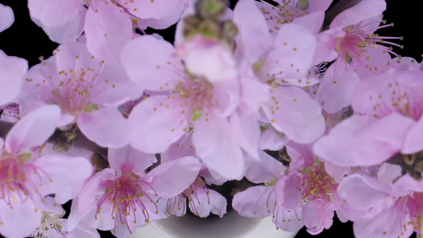 Time-lapse of Blooming Cherry Willow Stock Footage Video (100% Royalty ...