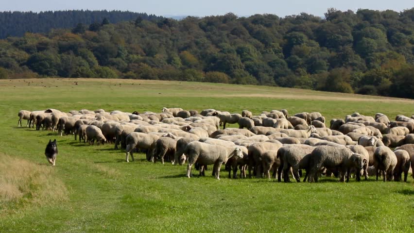 Stock Video Clip of Flock Of Sheep With Running German Shepherd ...