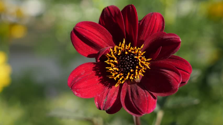 Stock video of beautiful dahlia peony flower deep red | 10918502 ...