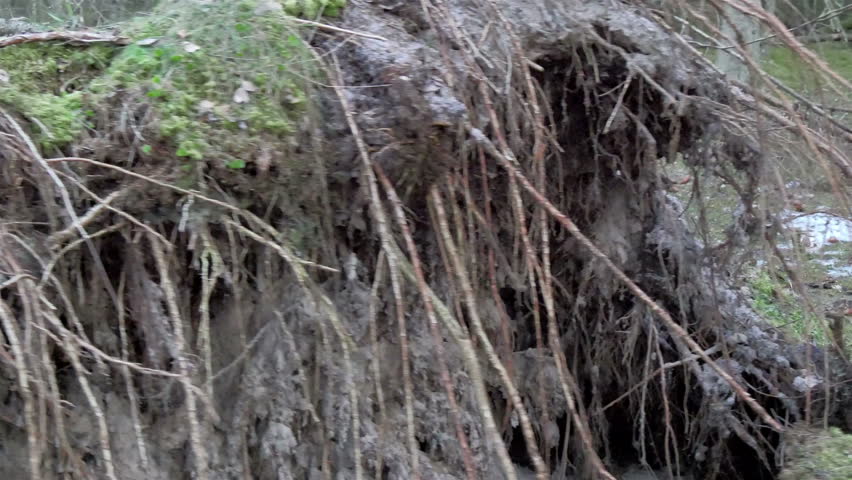 Uprooted Roots of the Spruce Stock Footage Video (100% Royalty-free ...