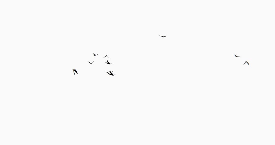 Flock Of Birds Flying Across The Screen. Stock Footage Video 9563930 ...