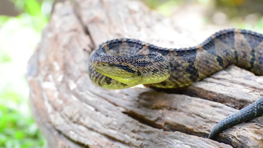 Jumping Viper image - Free stock photo - Public Domain photo - CC0 Images
