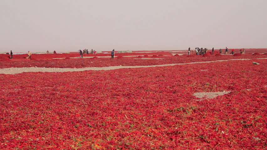 Xinjiang, China - October 2010: Red Chillies Harvest: Chinese Farm ...
