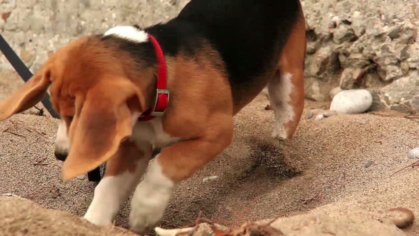 Beagle Trying to Dig Something Stock Footage Video (100% Royalty-free ...