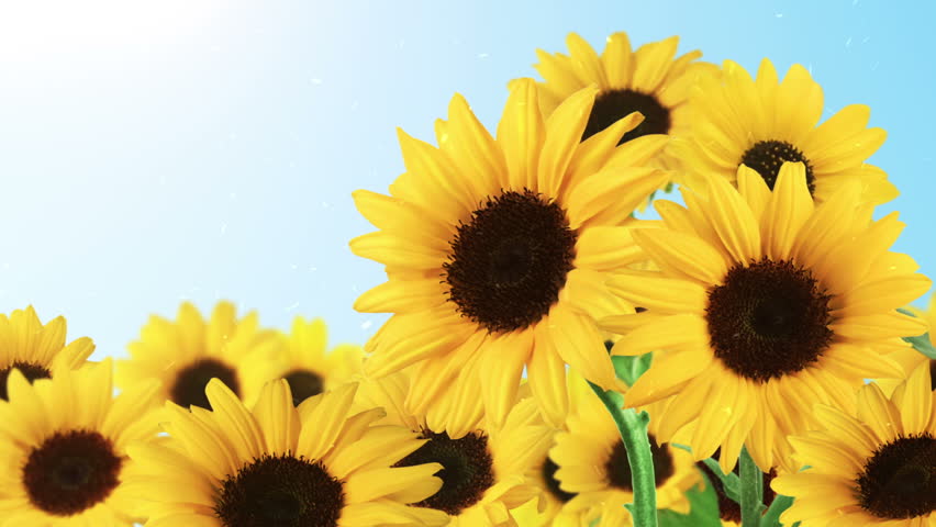 Animation Waving And Rotation Of Sunflowers On Clear Sky Background ...