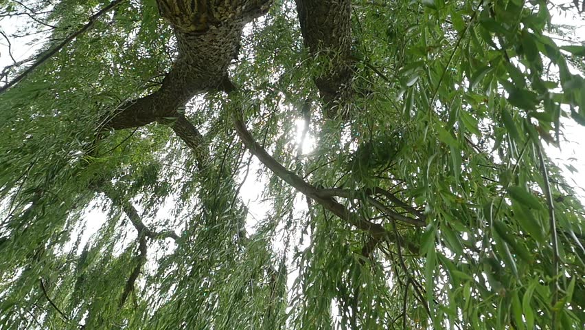 Willow Tree Blowing in Wind Stock Footage Video (100% Royalty-free ...