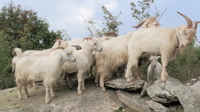 Kashmir Goats Portrait Stock Footage Video 11620436 | Shutterstock