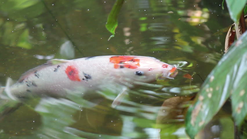 Stock video of japanese koi karp fish swimming in | 1173892 | Shutterstock