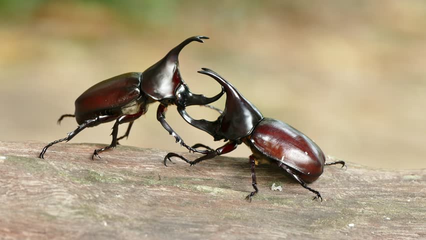 Fighting Action Of Male Rhinoceros Beetle In The Breeding Season Stock ...