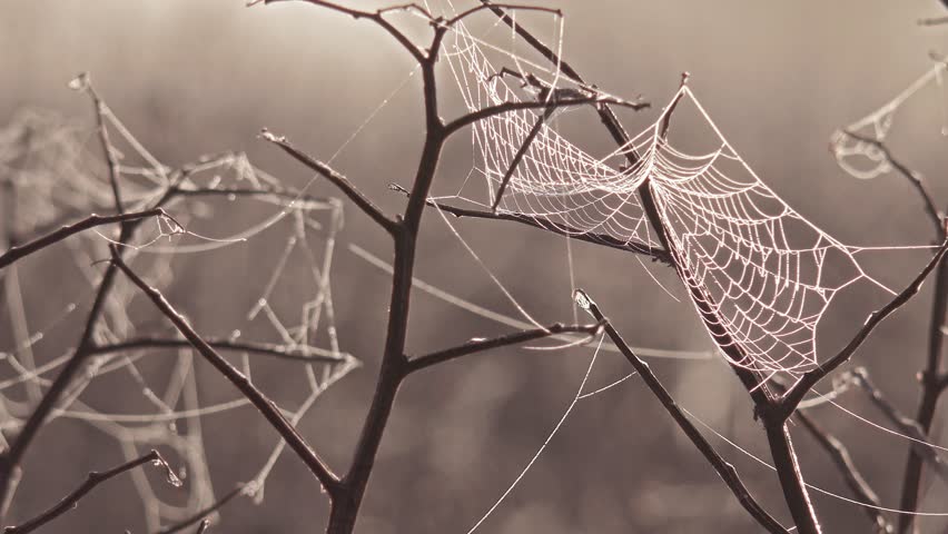 Early Morning Cobwebs Stock Footage Video (100% Royalty-free) 11793932 ...