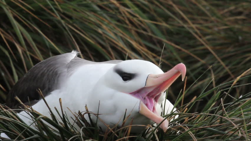 Albatross Black Browed Close up Stock Footage Video (100% Royalty-free ...
