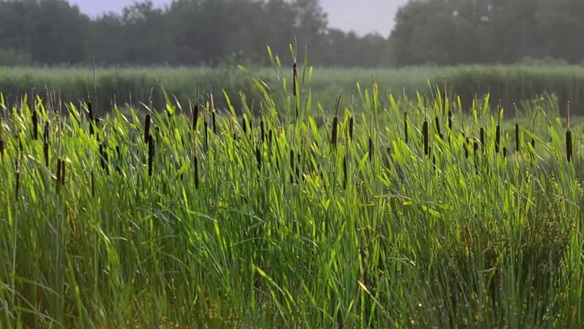 Green Marsh Reed Close up Stock Footage Video (100% Royalty-free ...