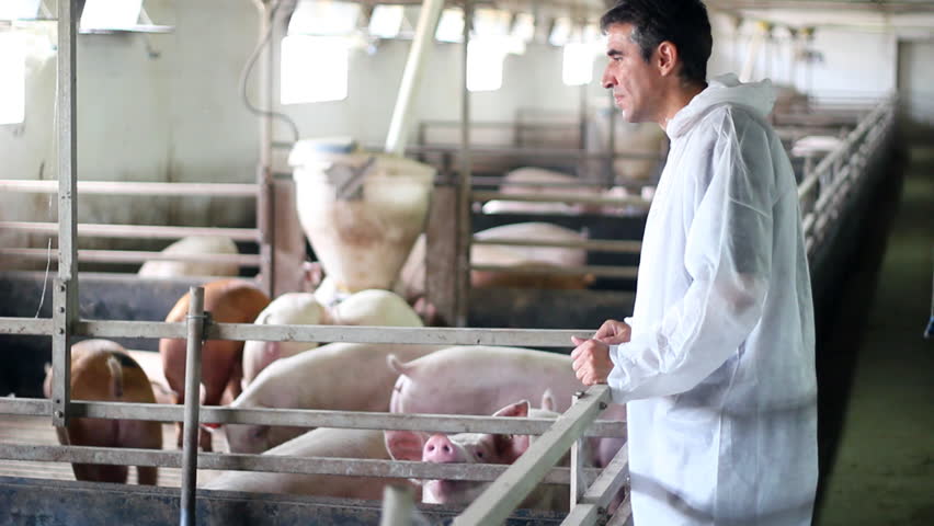 Veterinarian Doctor Examining Pigs At A Pig Farm. Intensive Pig Farming ...
