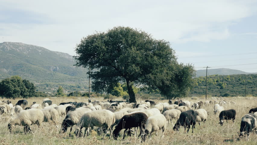 Stock video of 4k free range farming,flock of sheep | 12133322 ...