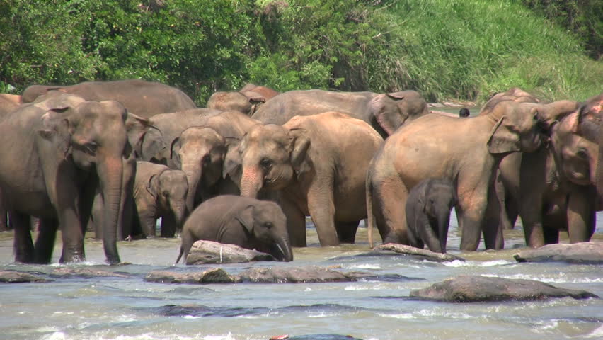A Group of Elephants in Stock Footage Video (100% Royalty-free) 1215502 ...
