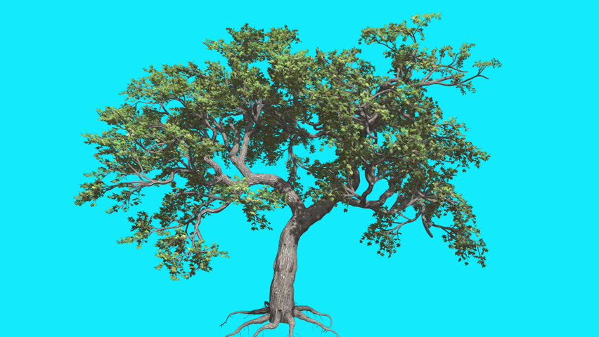 Live Oak Swaying Tree With Dry Inflorescences On Chroma Key, Tree On ...
