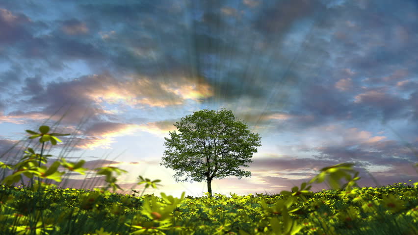 Tree Time Lapse (please Replace Stock Footage Video (100% Royalty-free ...